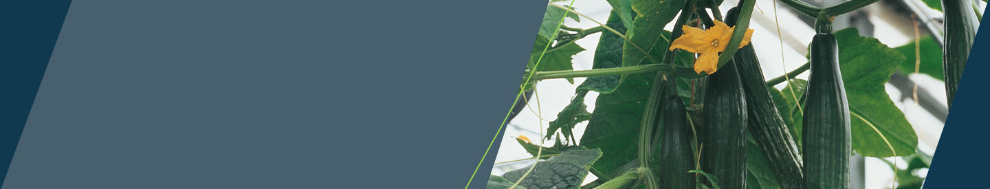 Requiem Prime tuhohyönteisten torjuntaan - Bayer Crop Science